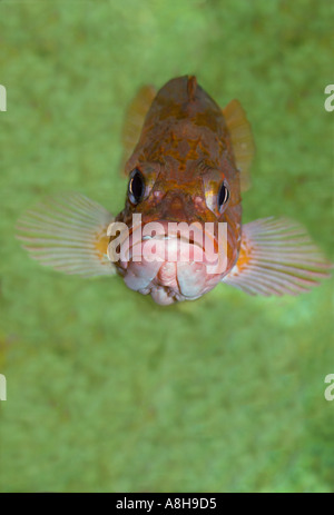 Rosy Rockfish (Sebastes rosaceus Stock Photo - Alamy