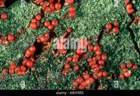 Fungal canker on apple branch. Classic symptoms of fungal canker ...