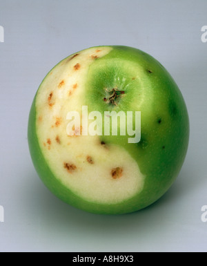 Partly peeled apple showing bitter pit a symptom of calcium deficiency ...