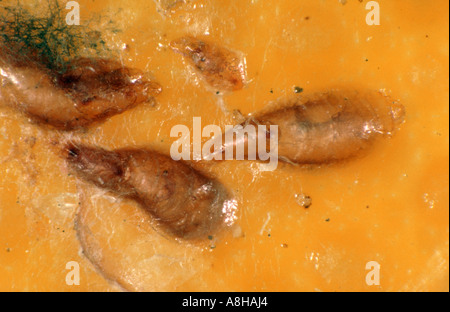 Citrus mussel scale insect Lepidosaphes beckii on orange leaf Stock ...