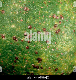 Florida red scale (Chrysomphalus aonidum) on olive fruit Stock Photo ...