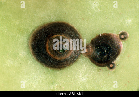 Florida red scale insect (Chrysomphalus aonidum) on an orange leaf ...