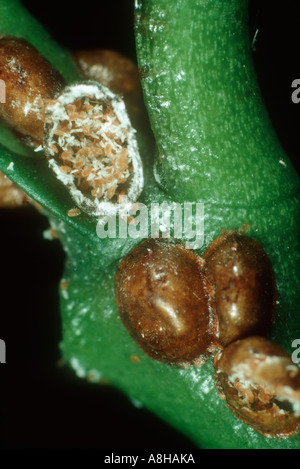 BROWN SCALE INSECT PARTHENOLECANIUM CORNI CLOSE UP OF SCALES ON ...