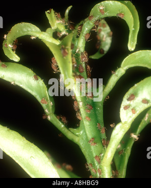 Black citrus aphid Toxoptera aurantii infestation on the underside of ...