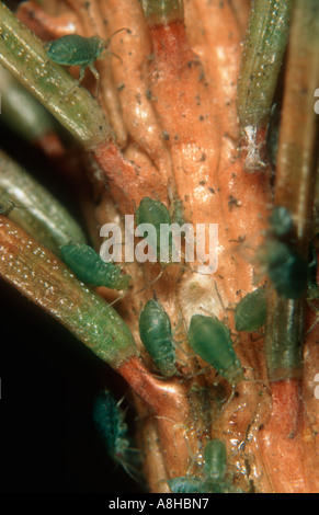 Green spruce aphid Elatobium abietinum on Norway spruce Stock Photo - Alamy