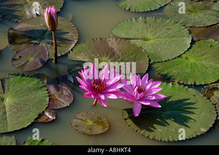 Pink flowering water lily in pond with bright green leaves in Darwin ...