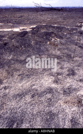 Smouldering flames and ashes after fire destroys a Top End grassland ...
