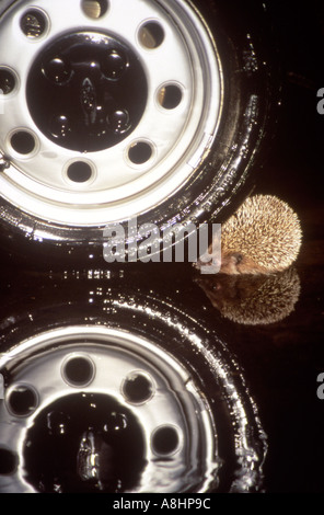 squashed hedgehog road kill Stock Photo - Alamy