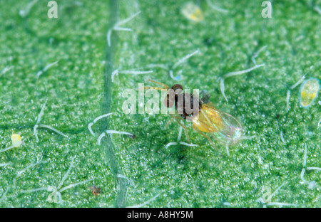 Encarsia formosa the greenhouse whitefly parasite feeding on a whitefly ...