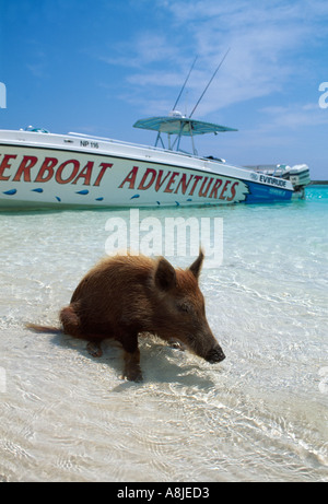 Bahamas, Paradise Island, channel Stock Photo - Alamy