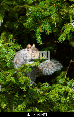 Squirrel in a pine tree Photo: Alf Linderheim / TT / code 2731 Stock ...