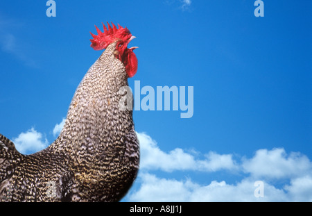 Wake Up Call - The Cockerel Crowing Stock Photo - Alamy
