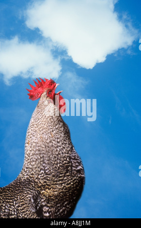 Wake Up Call - The Cockerel Crowing Stock Photo - Alamy
