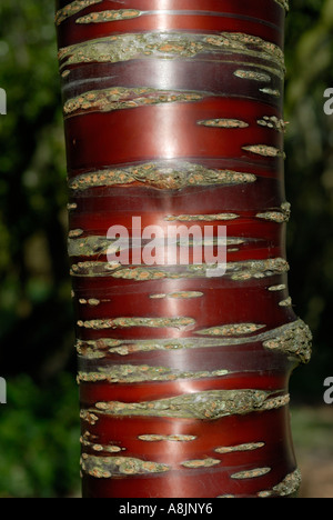 Shiny red bark of Himalayan Birch bark Cherry tree Prunus Serula 3 ...