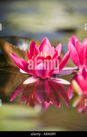 A Pink Water Lily with a Reflection Stock Photo - Alamy