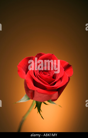 Single long stemmed red rose against glowing red background Stock Photo ...