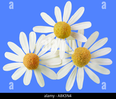 Daisy camomile flowers on blue background with copy space Stock Photo ...