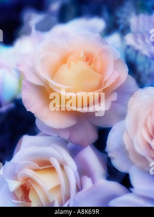 beautiful rose with purple tint Stock Photo - Alamy