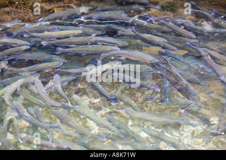 Young Trout Hatchery Stock Photo - Alamy