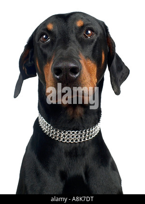 A sad looking doberman Stock Photo - Alamy