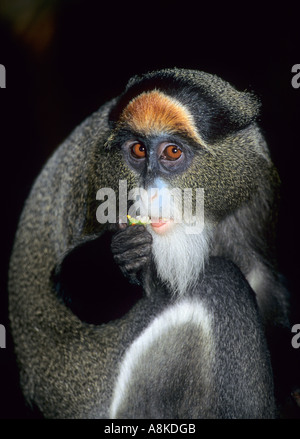 De Brazza monkey Cercopithecus neglectus Central Africa adult primate ...