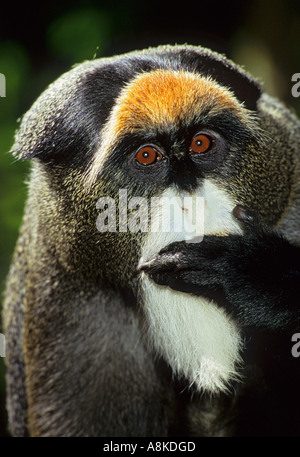 De Brazza monkey Cercopithecus neglectus Central Africa adult primate ...
