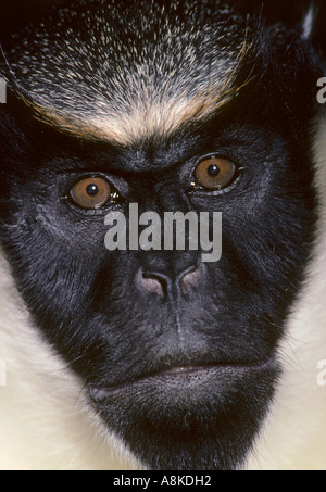 Diana monkey (Cercopithecus diana Stock Photo - Alamy