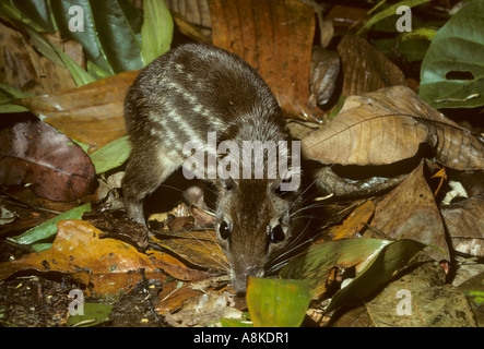 Paca Agouti paca, Guyana Stock Photo - Alamy
