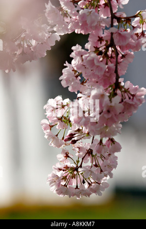 Flowers of cherry tree Stock Photo - Alamy