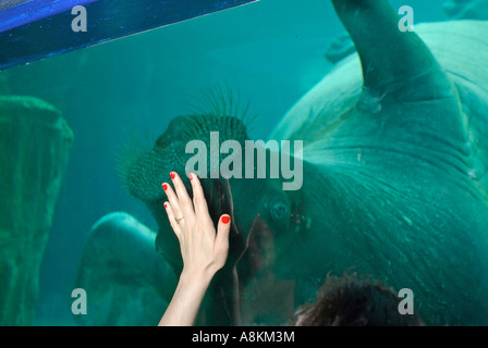 Walrus at the New York Aquarium Stock Photo - Alamy