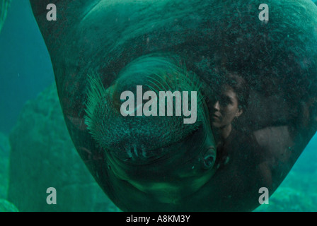 Walrus at the New York Aquarium Stock Photo - Alamy