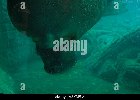 Walrus at the New York Aquarium Stock Photo - Alamy