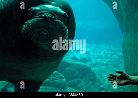 Walrus at the New York Aquarium Stock Photo - Alamy