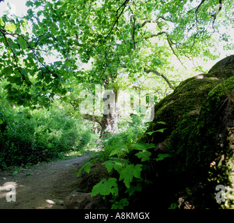 Birnam Oak in Birnam Wood, Dunkeld, Scotland, on 1 July 2018 Stock Photo - Alamy