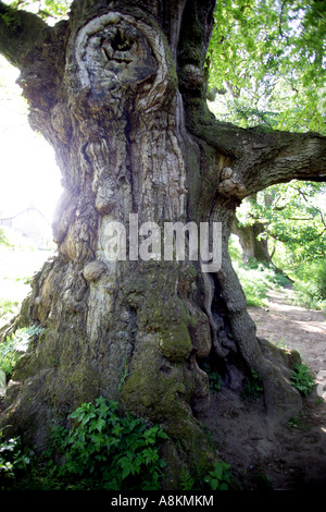 Birnam Wood of MacBeth fame. Birnam,Dunkeld, in Perthshire,Scotland,UK ...
