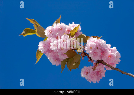 Japanische Zier-Kirsche, Prunus serrulata Kanzan, Japanese ornamental ...