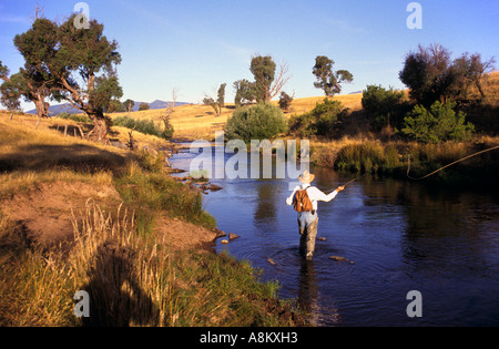 Fly fishing for trout Delatite River near Mansfield Victorian Alps NE ...