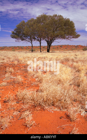 Mulga scrub and red soil plains north of Kingoonya South Australia ...