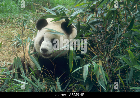 The Giant Panda, Ailuropoda melanoleuca, also known as panda bear, is a ...