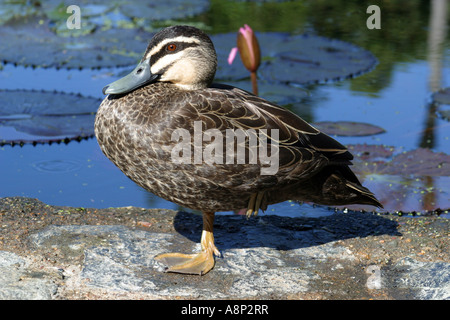 A duck is a waterbird with a broad blunt bill short legs webbed feet ...