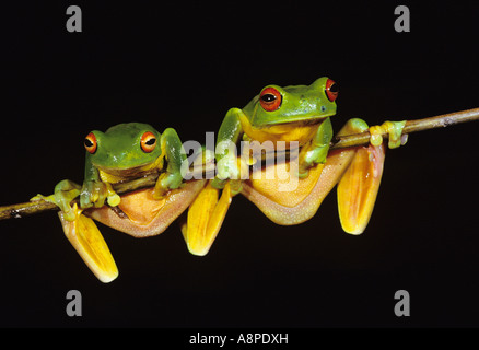 Orange-Thighed Tree Frog (Litoria xanthomera Stock Photo - Alamy