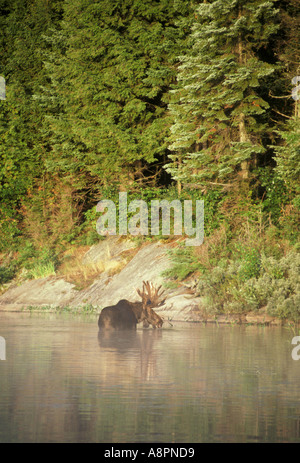 Bull Moose in Algonquin Park Stock Photo - Alamy