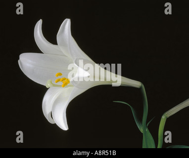lilium longiflorum snow queen flower stem white delicate petals grow ...
