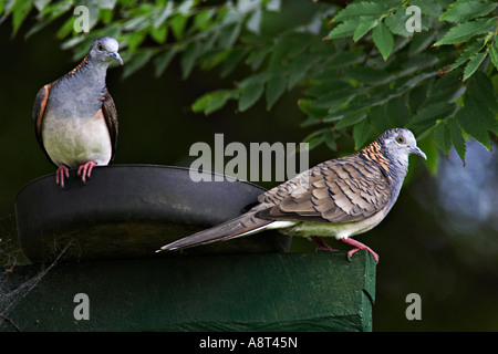 A pair of Bar-shouldered Doves (Geopelia humeralis) on the ground, Cape ...
