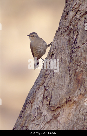 White-browed Treecreeper (Climacteris affinis) male, South Australia ...