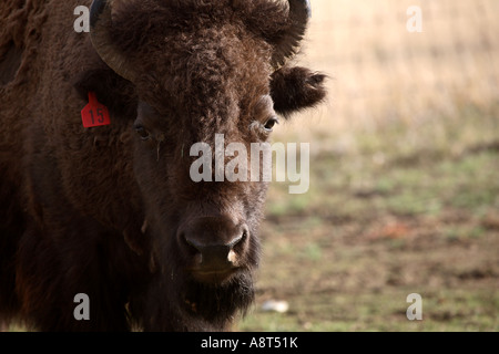 American Bison at Buffalo Pound Provincial Park in scenic Saskatchewan ...