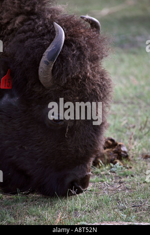 A grazing bison at Buffalo Pound Provincial Park in Saskatchewan Stock ...