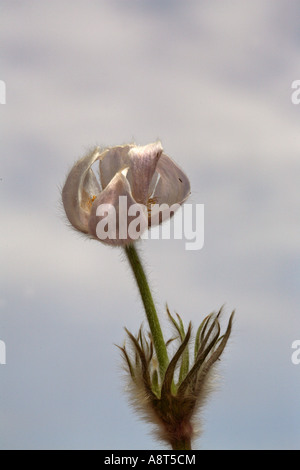 Prairie Crocus in scenic Saskatchewan Stock Photo - Alamy