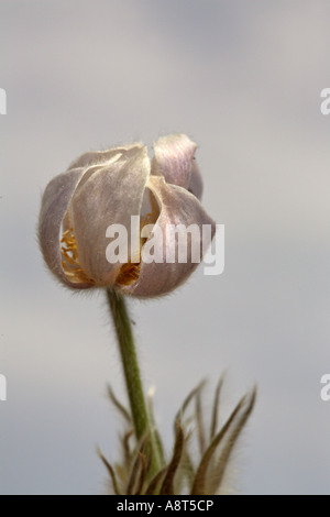 Prairie Crocus in scenic Saskatchewan Stock Photo - Alamy