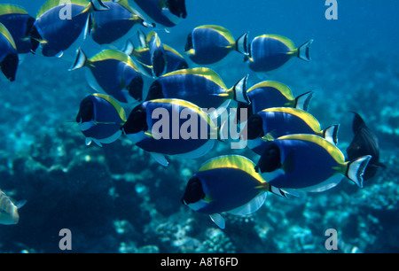 a shoal of powder blue surgeonfish Stock Photo - Alamy